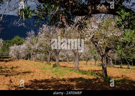 Flowering almond tree, Bunyola, Mallorca, Balearic Islands, Spain Stock ...