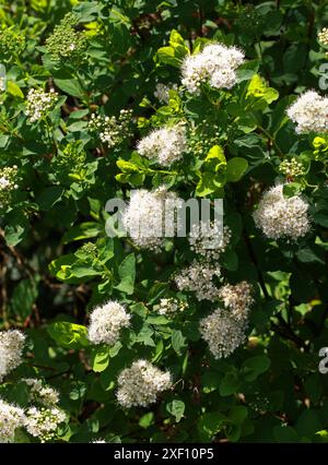 Birchleaf Spirea, Spiraea betulifolia, Rosaceae. East Asia. It is ...