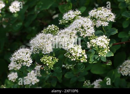 Birchleaf Spirea, Spiraea betulifolia, Rosaceae. East Asia. It is ...