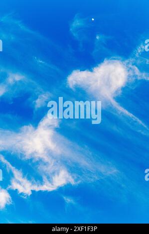 Joshua Tree Vista - Cloudy Blue Sky Stock Photo - Alamy