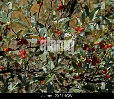 red berries at Quarry Lakes Regional Recreation Area and East Bay Hills ...
