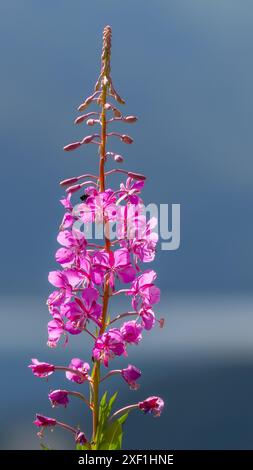 Stunning Fireweed flower seen in close up with blurred background Stock ...