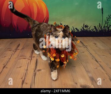 Baby in costume with pumpkins on white background Stock Photo - Alamy