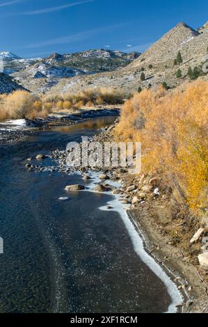 Walker River begins to freeze in the Sierra Nevada Mountains, CA Stock ...