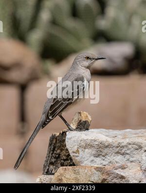 Northern Mockingbird Bird in Arizona Stock Photo - Alamy