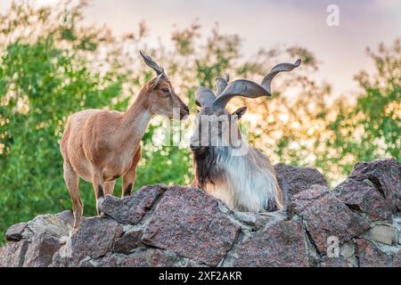 Markhor male and female on the rock. Latin name - Capra falconeri. Wild ...