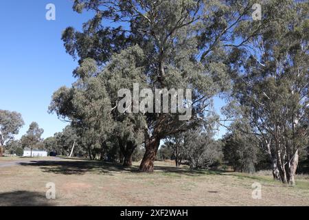 Mendooran Free Camp, aka Mendooran Rest Area, situated next to the ...