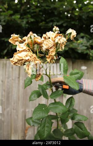 trimming the rose bushes with secateurs in early spring Stock Photo - Alamy