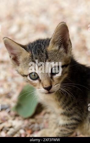 Cute grey farm cat kitten, sitting up facing front. Looking towards ...
