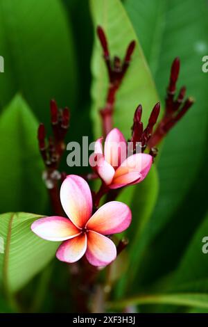 Plumeria (frangipani) originates from Central and South America and the ...
