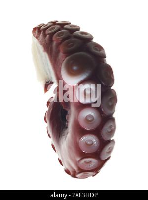 Curled octopus tentacle on white Stock Photo - Alamy