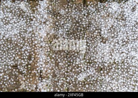 Ice pebbles from Hail have collected on the ground Stock Photo - Alamy