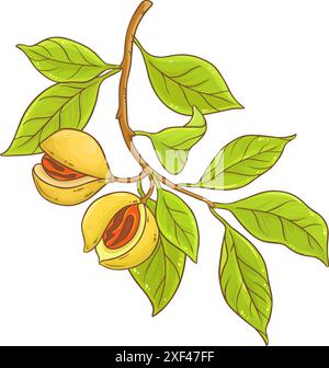 Nutmeg Branch Colored Detailed Illustration Stock Vector Image & Art ...