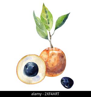 Hand Drawn Watercolor longan Fruit illustration Stock Photo - Alamy
