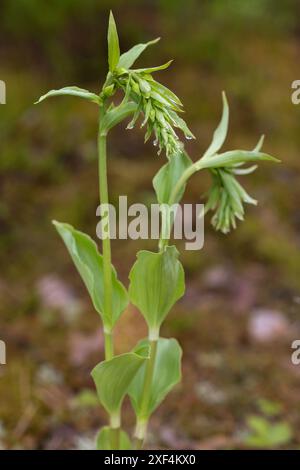 Young Broad-leaved helleborine buds (Epipactis helleborine Stock Photo ...