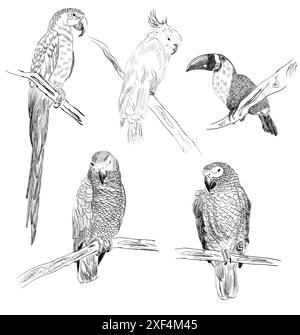 Vector sketch of a parrots. Hand drawn illustration Stock Vector Image ...