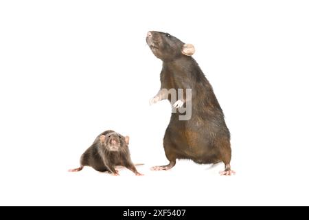 Mother rat and baby pup isolated on white Stock Photo - Alamy