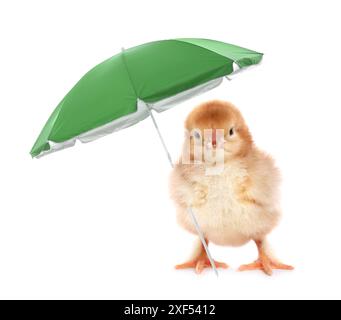 Cute little chick with umbrella on yellow background Stock Photo - Alamy