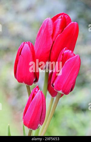 Tulip "Fiery Club", a multi-headed type of Tulip Stock Photo - Alamy