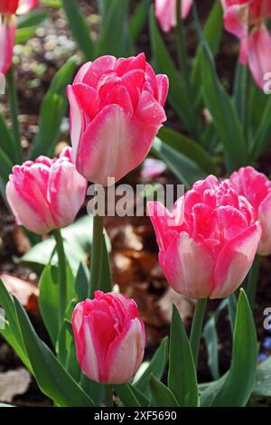 Tulipa "Foxtrot", Pink Double Tulip Stock Photo - Alamy
