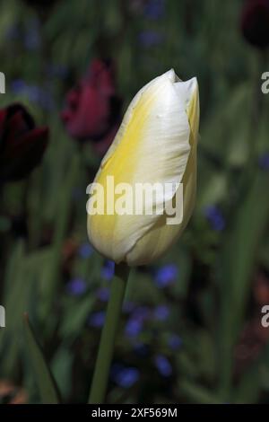 Tulip "Maureen", a single, late type of Tulip Stock Photo - Alamy