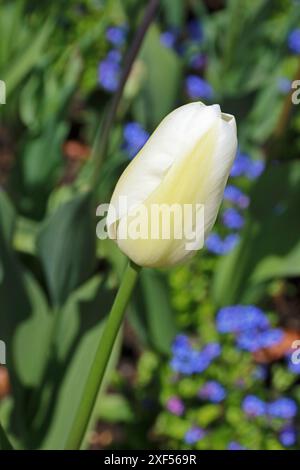 Tulip "Maureen", a single, late type of Tulip Stock Photo - Alamy