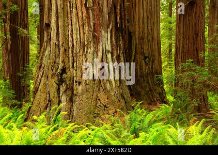 Memorial redwood grove, Redwood National Park, California USA Stock ...