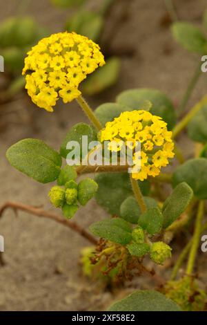 Yellow Sand Verbena (Abronia latifolia) Plantae Stock Photo - Alamy