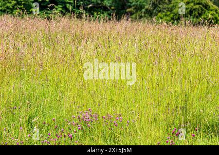 Long grasses ripening for hay making on the Cotswolds, Gloucestershire ...
