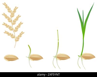 Life cycle of a rice plant on a white background Stock Vector Image ...