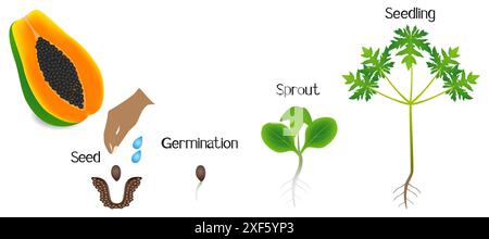 Plant structure of papaya tree isolated on white background Stock ...