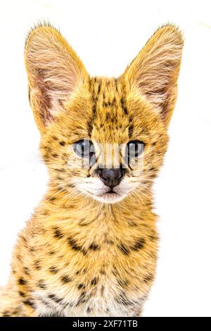 An African serval kitten poses for a close-up Stock Photo - Alamy