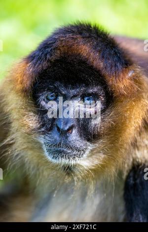 Spider monkey with deep blue eyes Stock Photo - Alamy