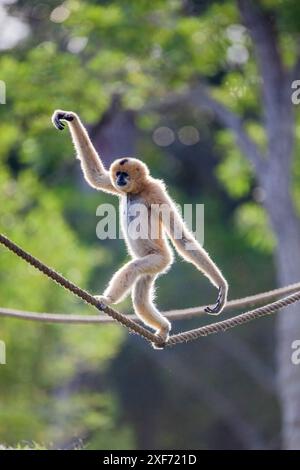 The Buff-cheeked Gibbon (Nomascus gabriellae) is a Southeast Asian ...