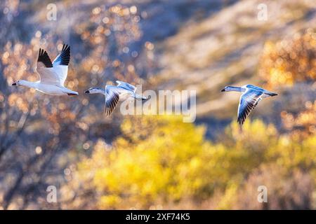 Birds of Bosque de Apache National Wildlife Refuge Stock Photo - Alamy