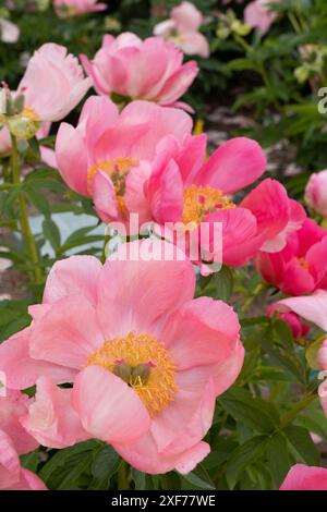 USA, Utah. Bowl of beauty peony, Red Butte Gardens Stock Photo - Alamy
