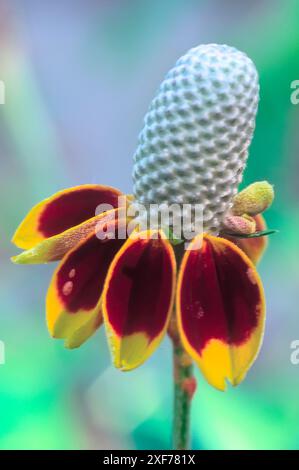 Orange Mexican Hat Ratibida columnifera Stock Photo - Alamy