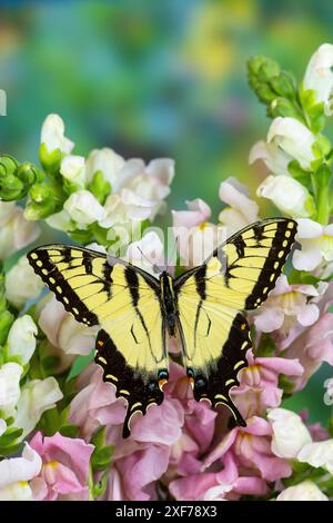 USA, Washington State, Sammamish. Eastern tiger swallowtail buttery on ...