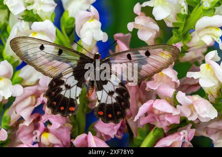 USA, Washington State, Sammamish. Big greasy. Also known as the ...