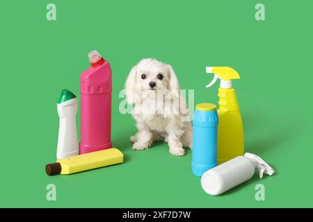 Cute dog with cleaning supplies on beige background Stock Photo - Alamy