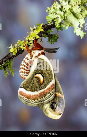 USA, Washington State, Sammamish. Red robin silk moth Stock Photo - Alamy