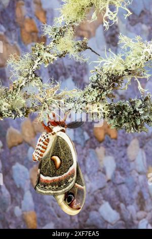 USA, Washington State, Sammamish. Red robin silk moth expanding its new ...