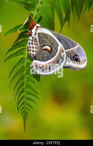 USA, Washington State, Sammamish. Red robin silk moth Stock Photo - Alamy