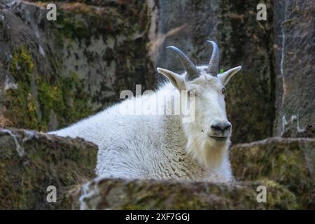 Mountain Goat in zoo. (Oreamnos americanus) in the zoo enclosure ...