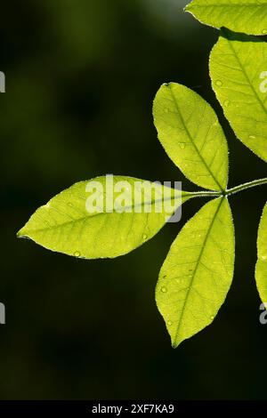 Oregon Ash (Fraxinus latifolia Stock Photo - Alamy
