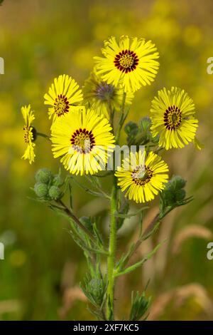 Common madia (Madia elegans), Ankeny National Wildlife Refuge, Marion ...