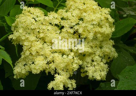 Blue elderberry (Sambucus cerulea), Willamette National Forest, Oregon ...