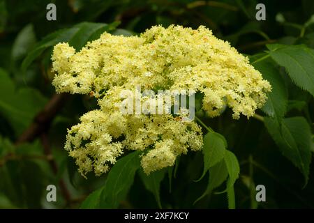 Blue elderberry (Sambucus cerulea), Willamette National Forest, Oregon ...