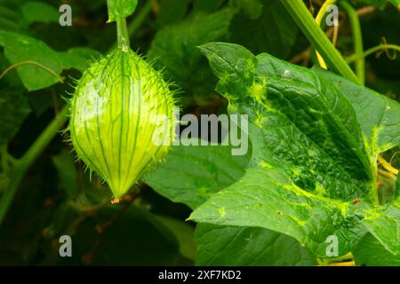 coastal manroot (Marah oregana Stock Photo - Alamy