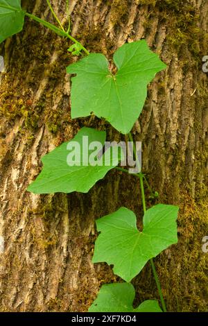 Coastal manroot (Marah oregana), Willamette Mission State Park, Marion ...